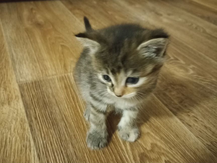 Котенок Табби -девочка