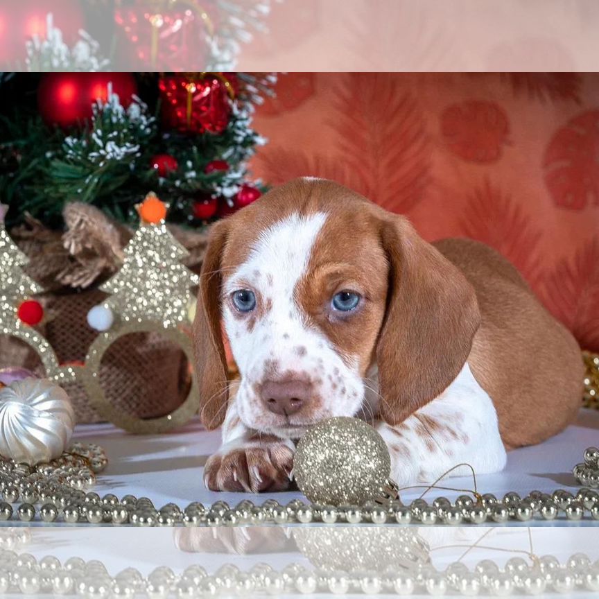 Такса, щенок