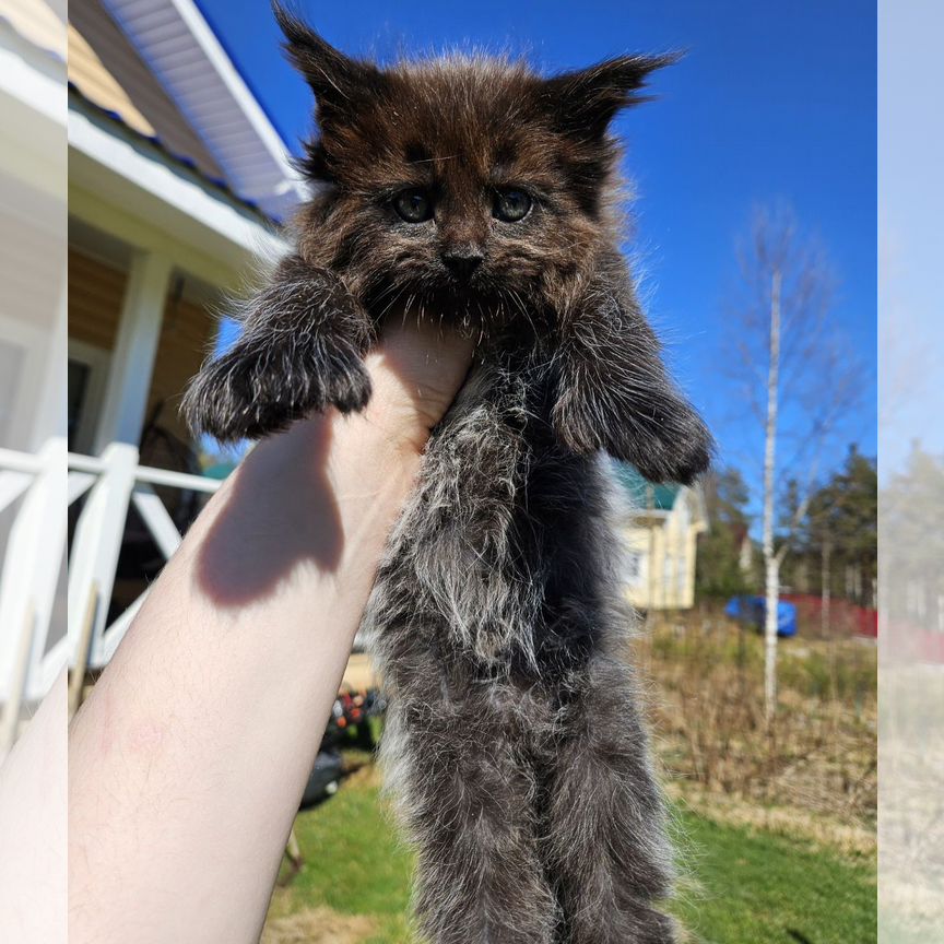 Мейн-кун котёнок