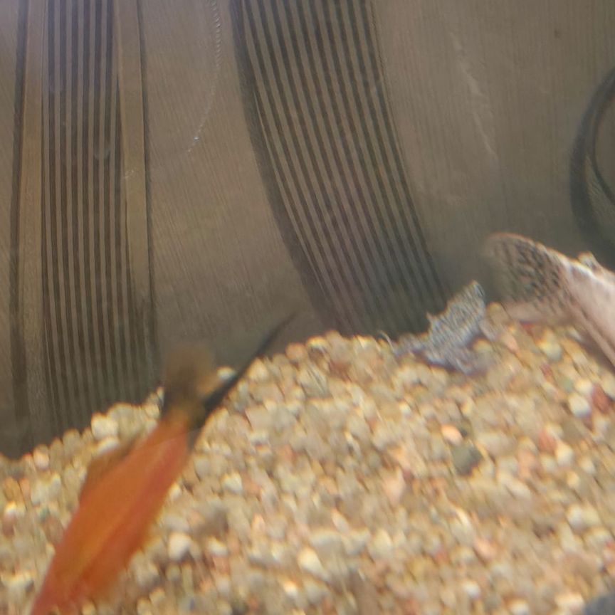 Рыбки и лягушки