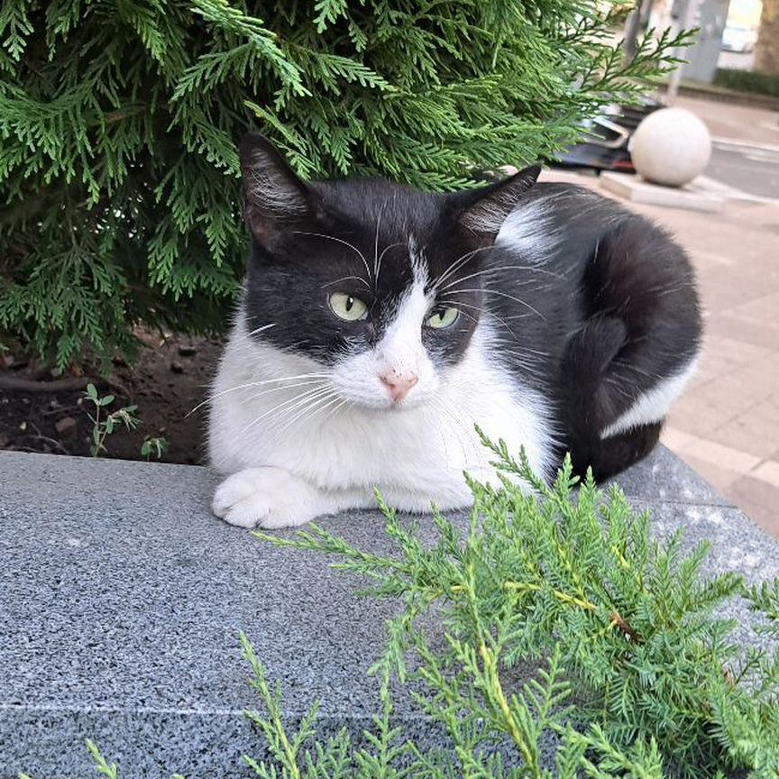 Кот в добрые руки