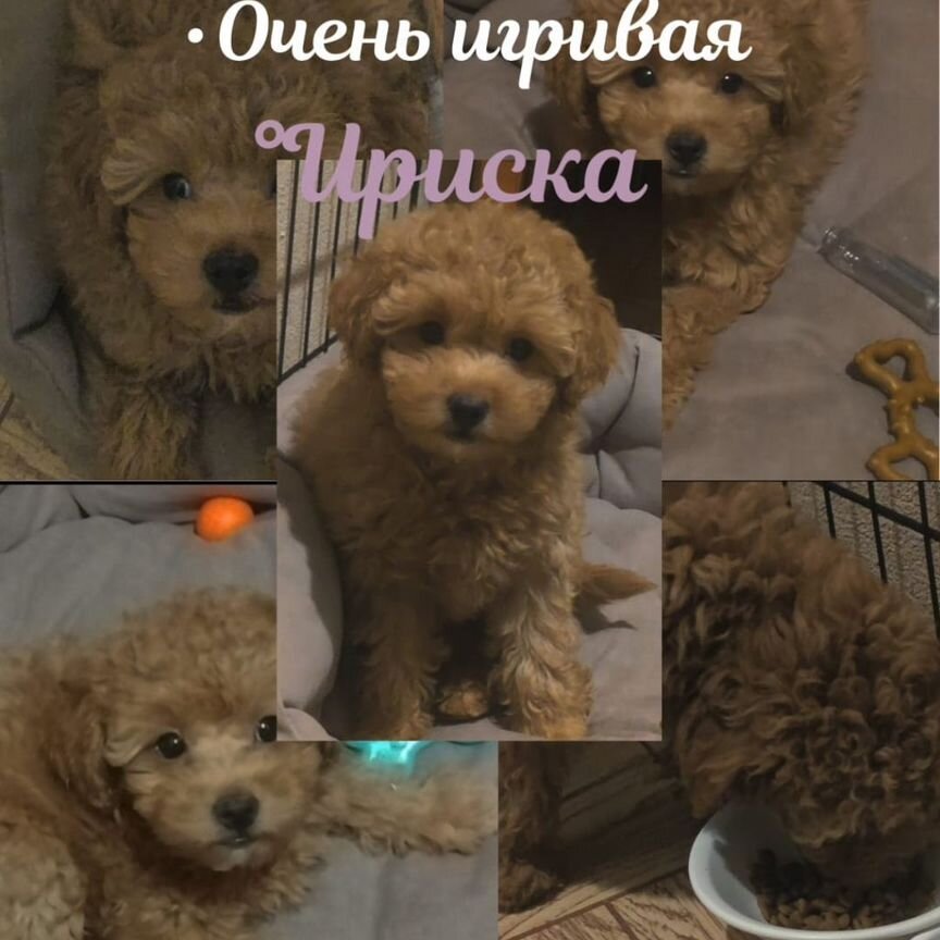 Той-пудель, щенок