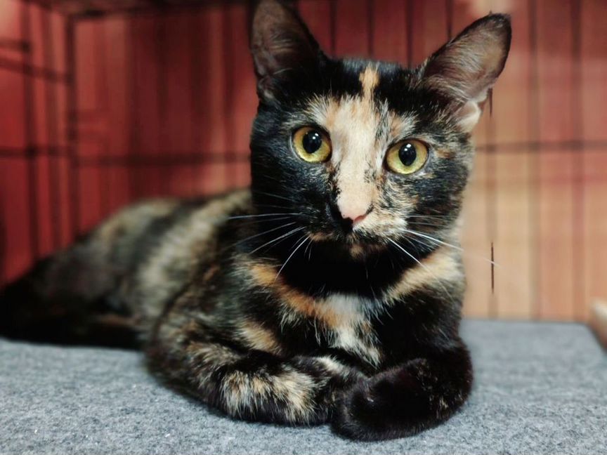 Котенок в добрые руки