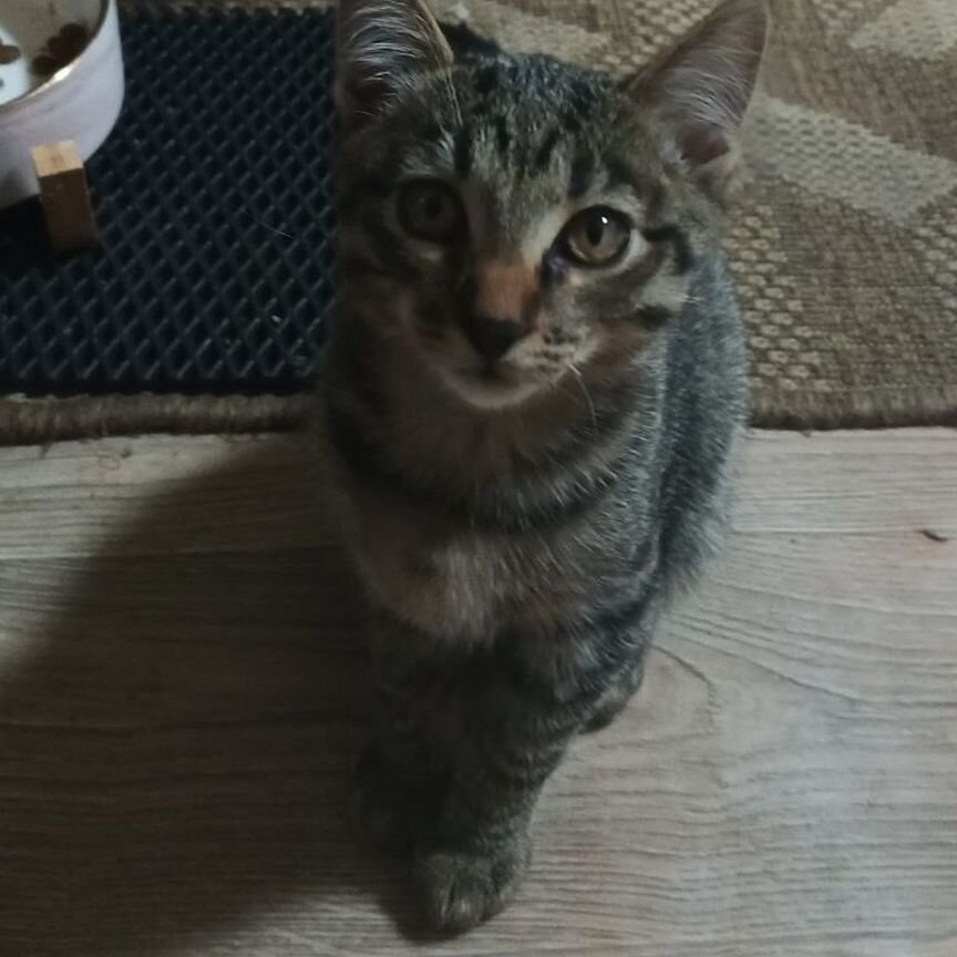 Котята отдам в добрые руки бесплатно