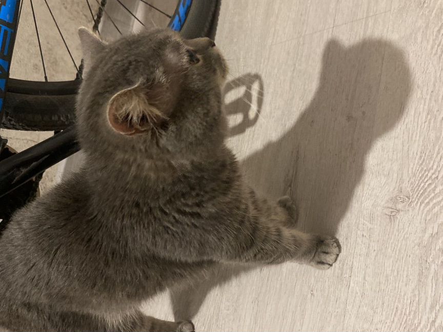 Кот, кот в добрые руки, красивый, ласковый