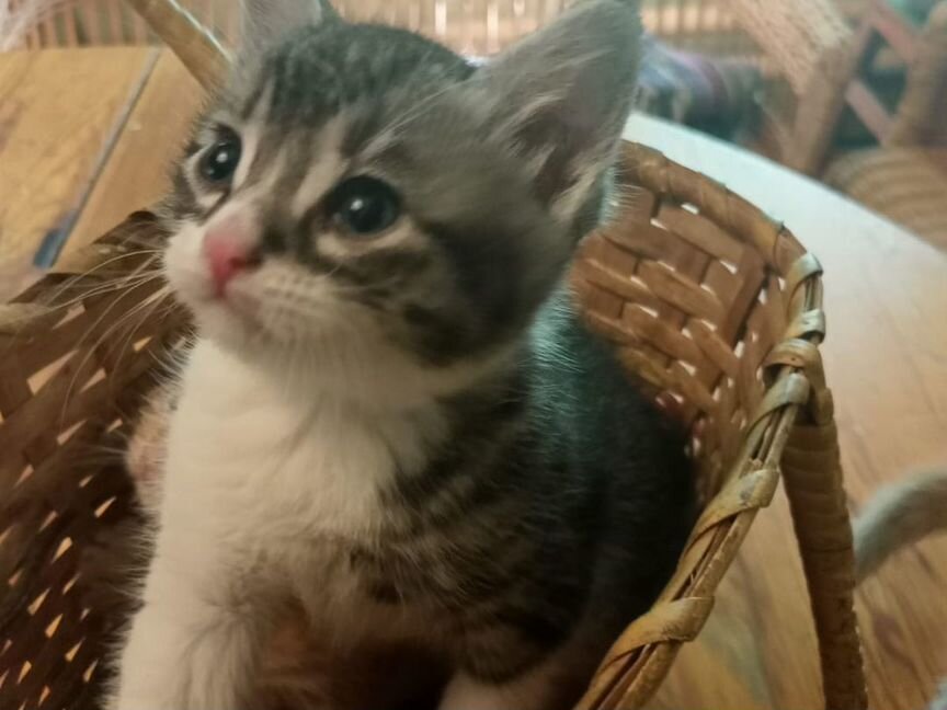 Котята