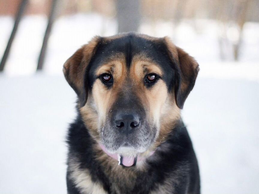 Сиба ищет дом