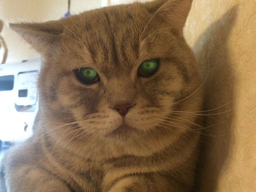 Кот Марис