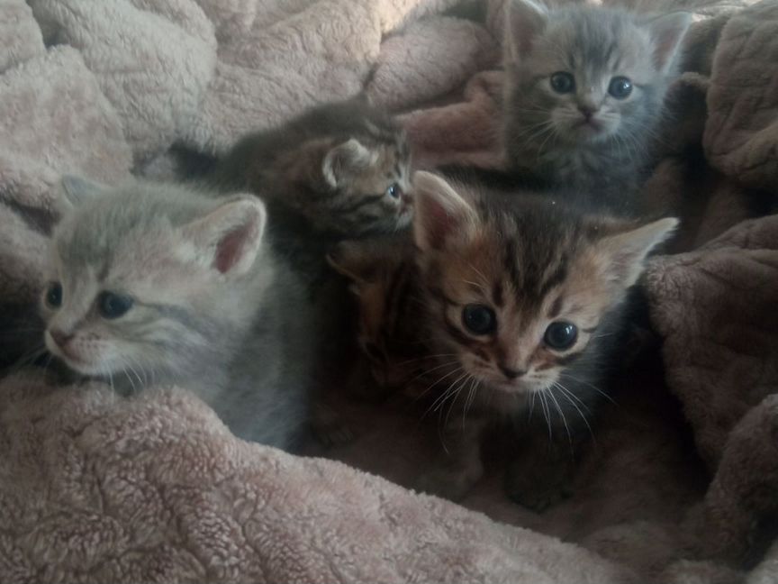 Котята