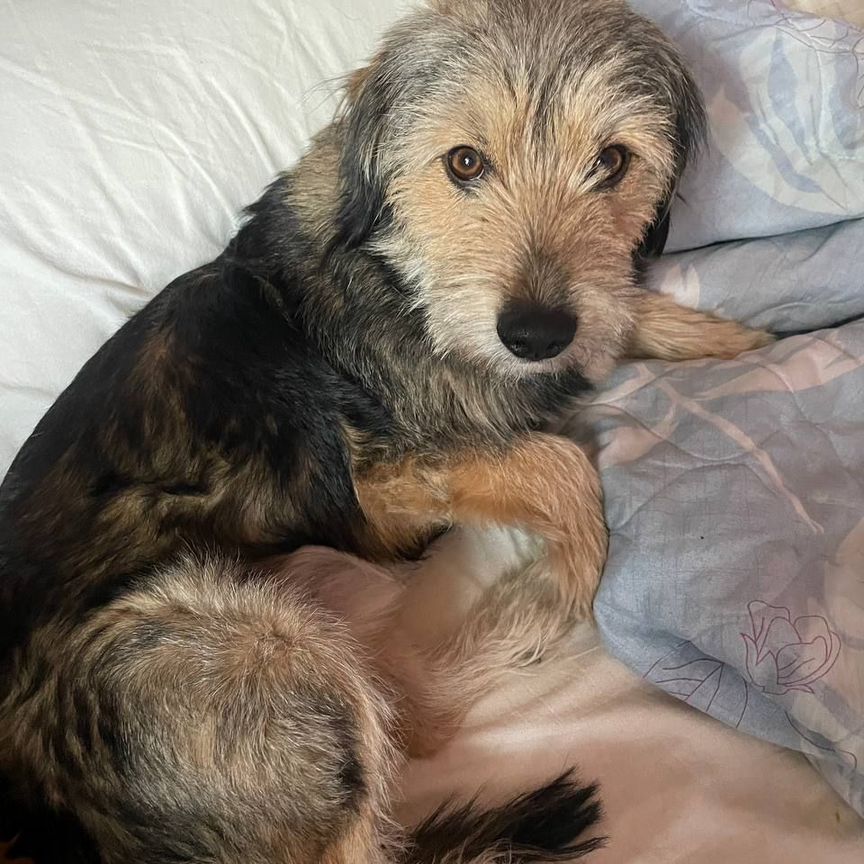 Мальчик Тишка ищет дом