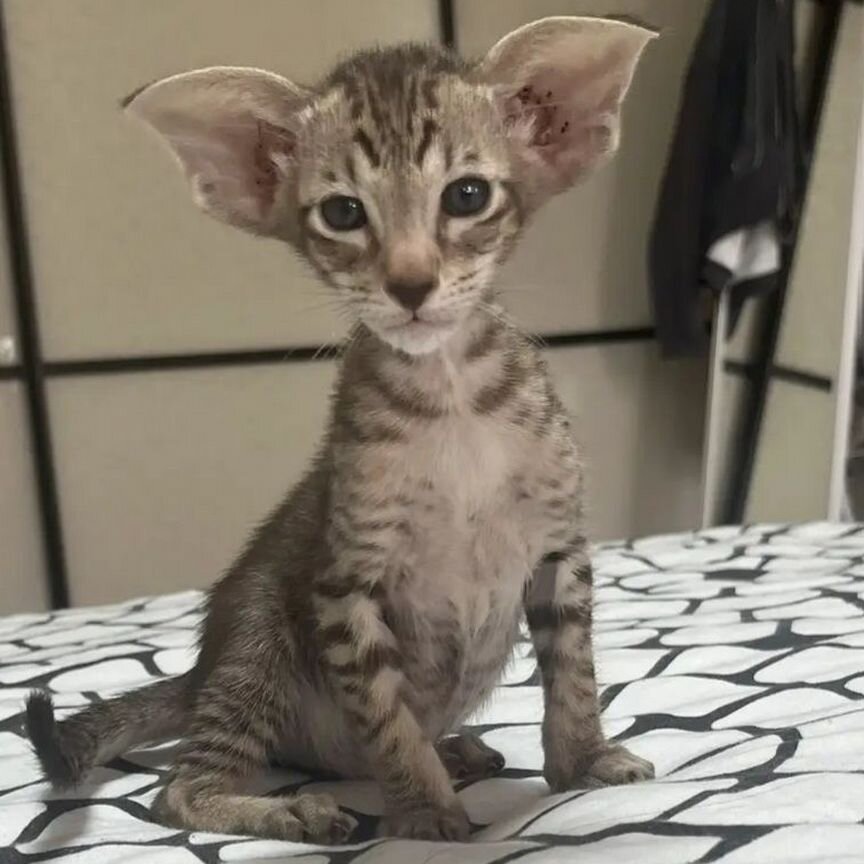 Ориентальный котёнок