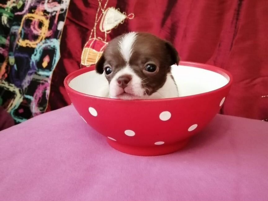 Щенки чихуахуа