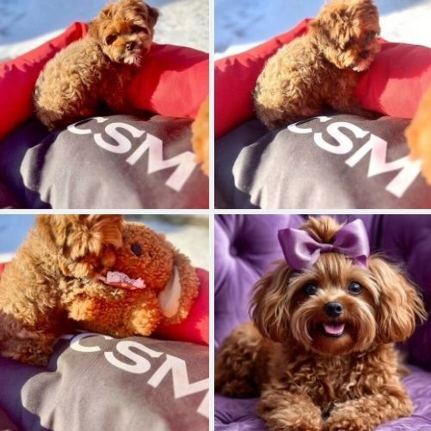 Мальтипу super mini bebi vip