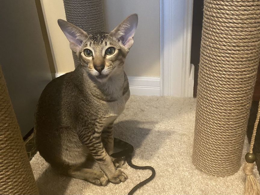 Ориентальный котик 6 мес