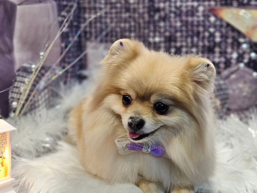 Померанский шпиц мини