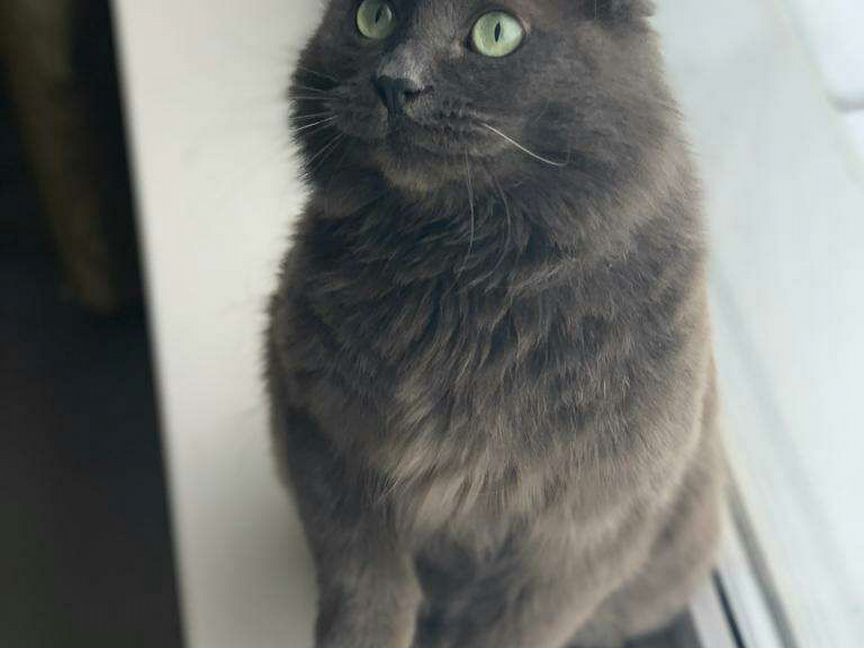 Нибелунг девочка 8 мес стерилизована