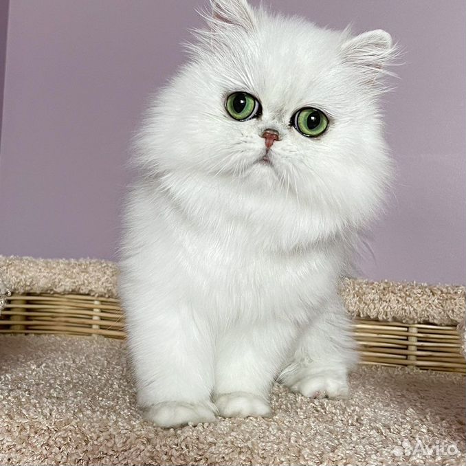 Персидская шиншилла