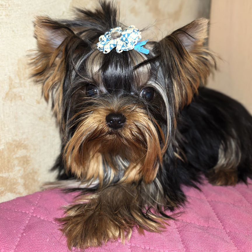 Йоркширский терьер, щенок