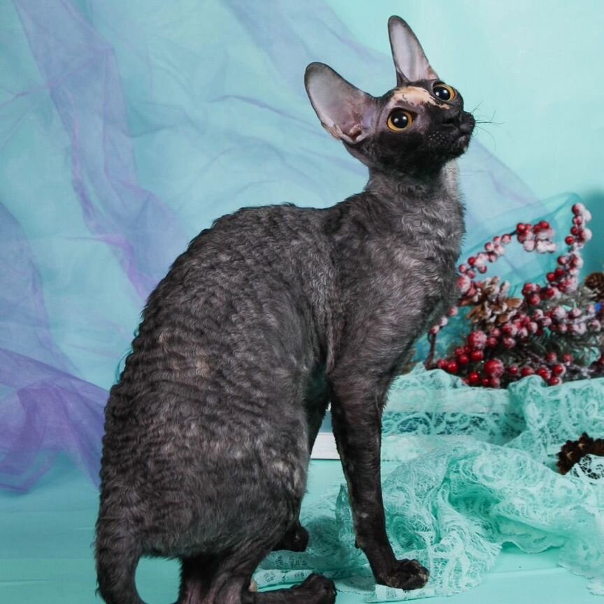 Корниш-рекс взрослые