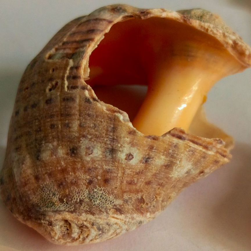 Побитые временем ракушки