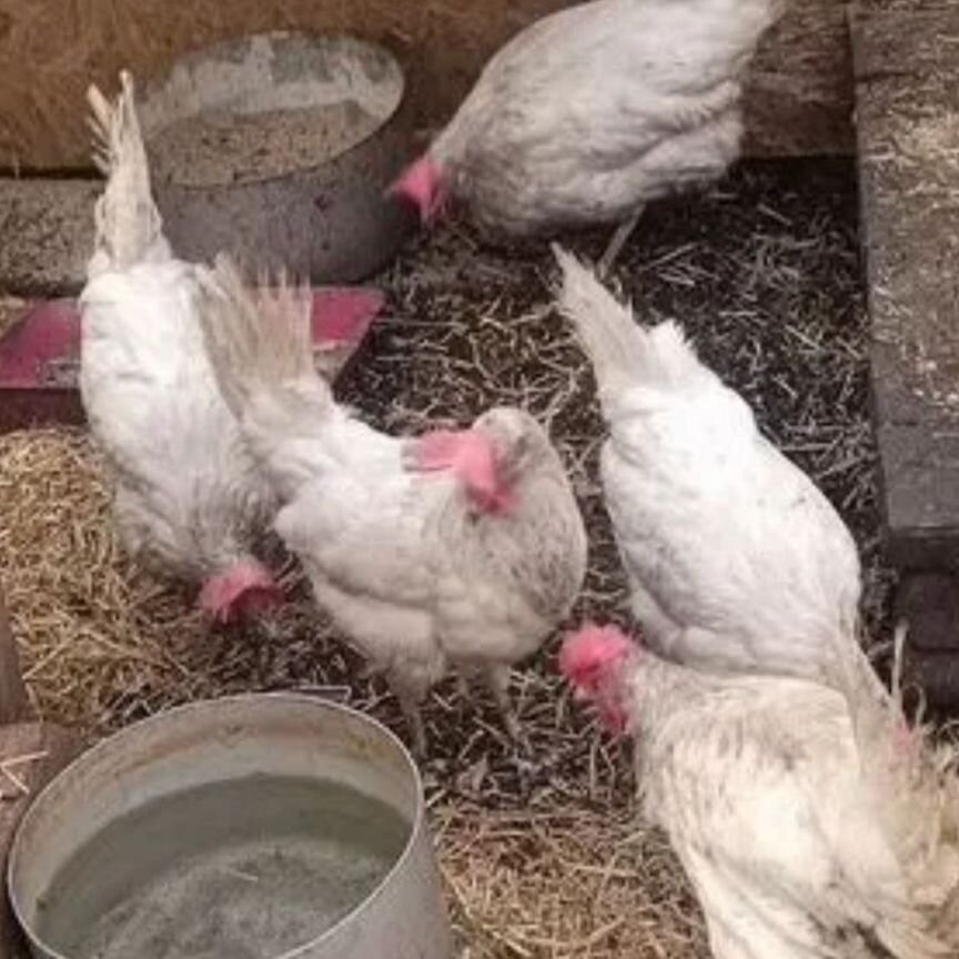 Куры на мясо