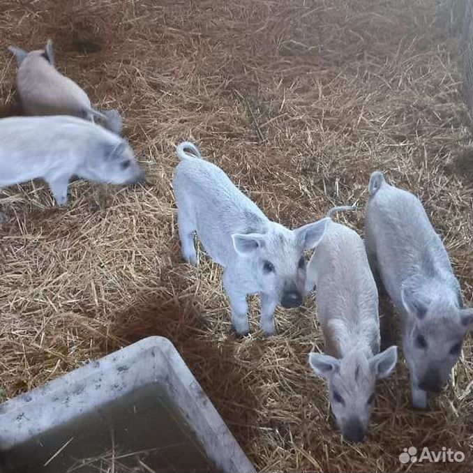 Поросята венгерской мангалицы