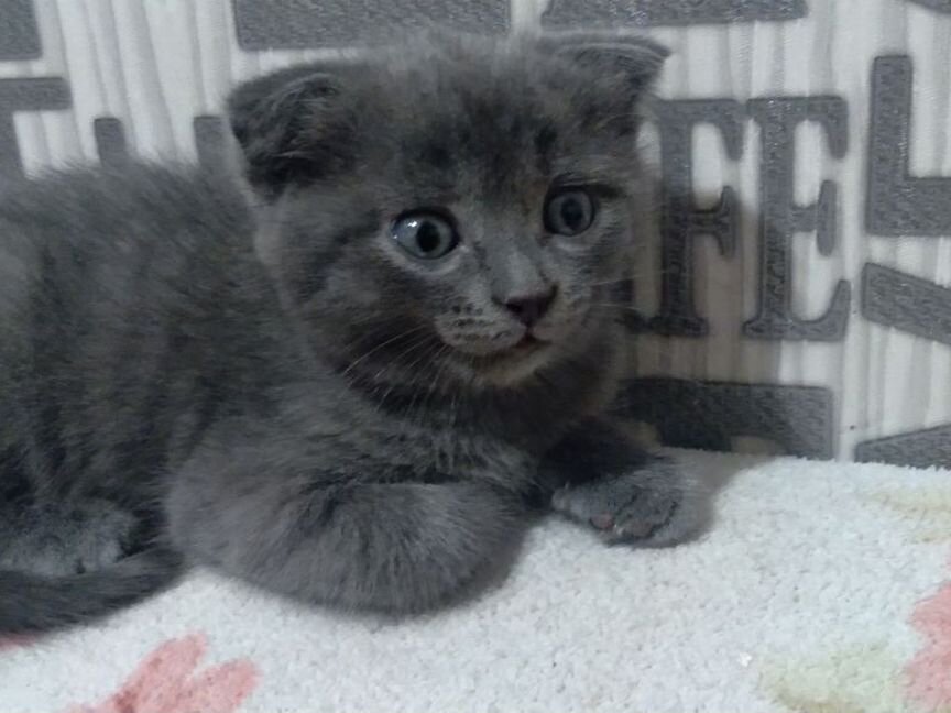 Кошка серая вислоухая