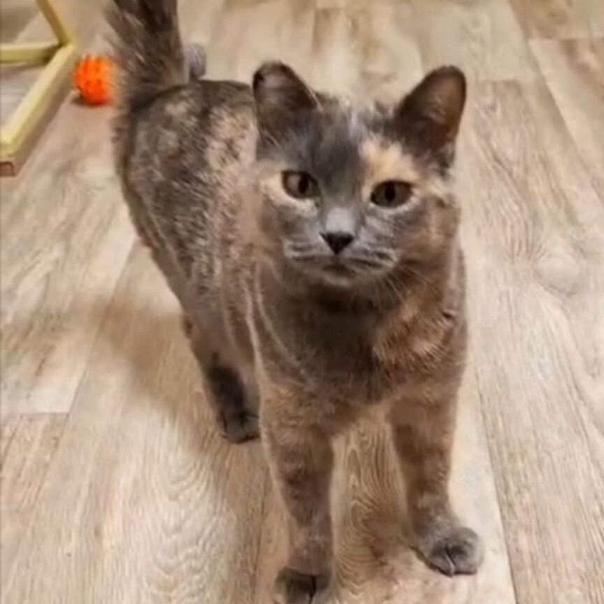 Кошечка в добрые руки