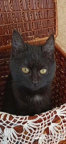 Красавица Ночка в добрый дом