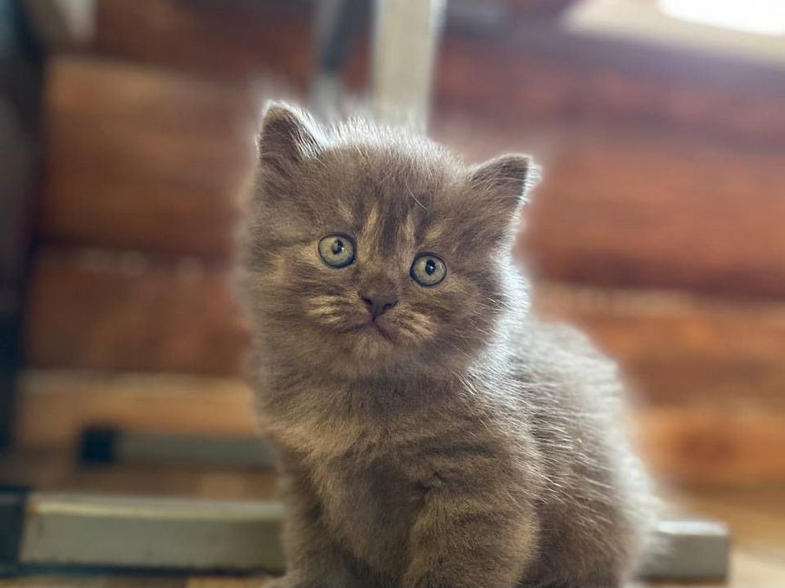 Кошка британка