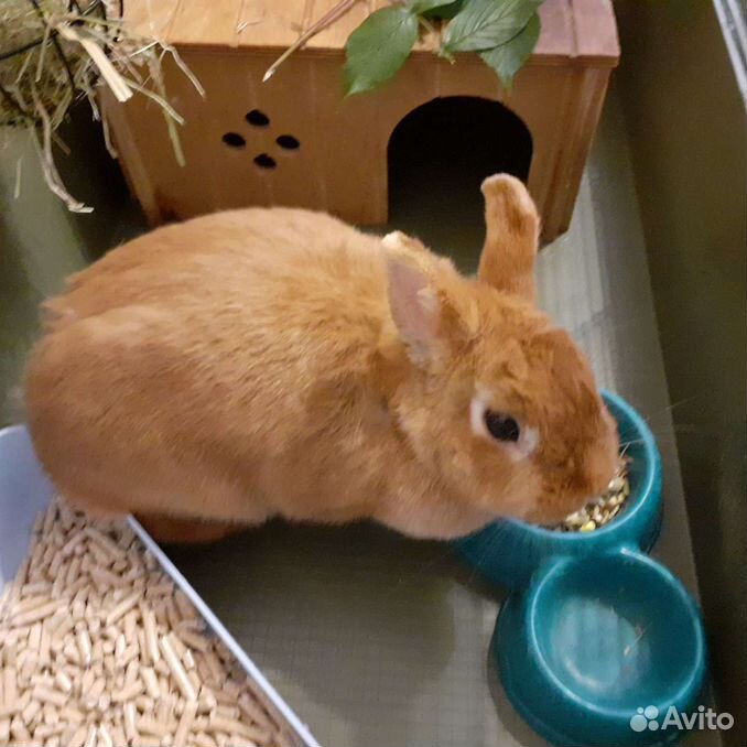 Карликовый кролик бесплатно
