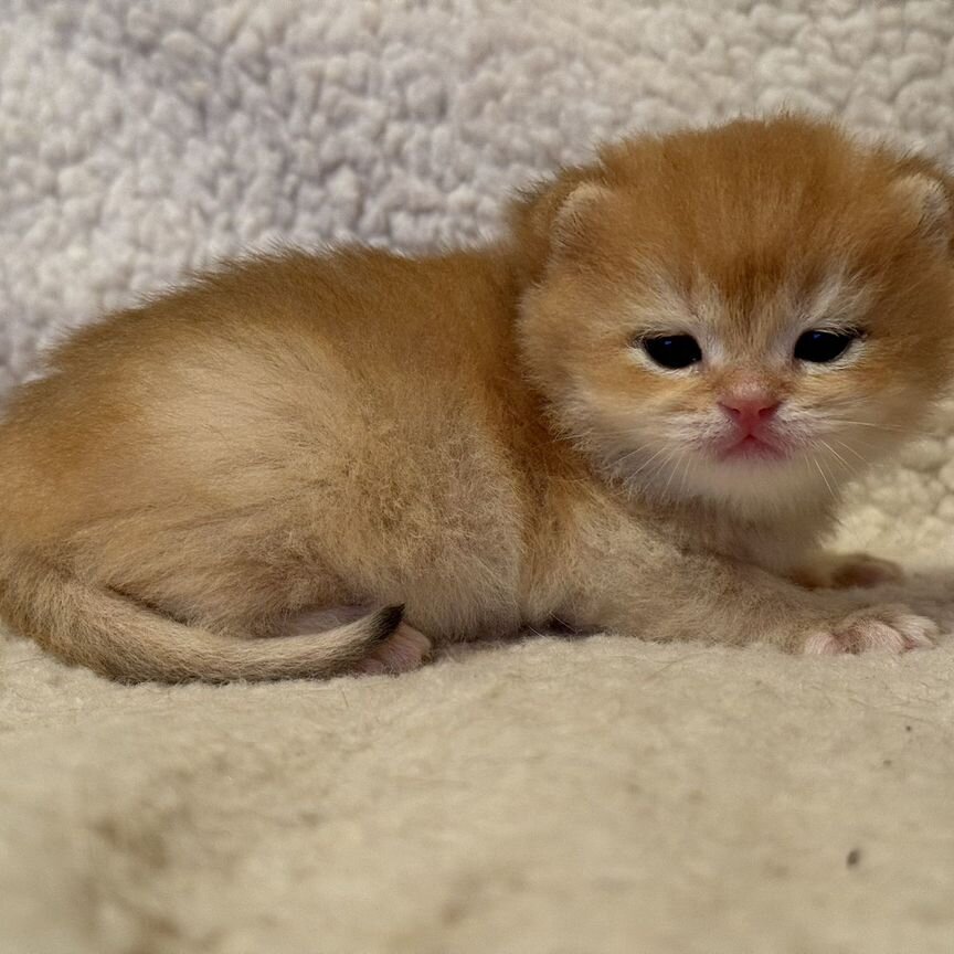 Британский короткошёрстный котёнок