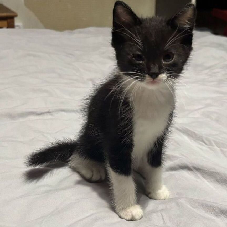 Маленький котенок