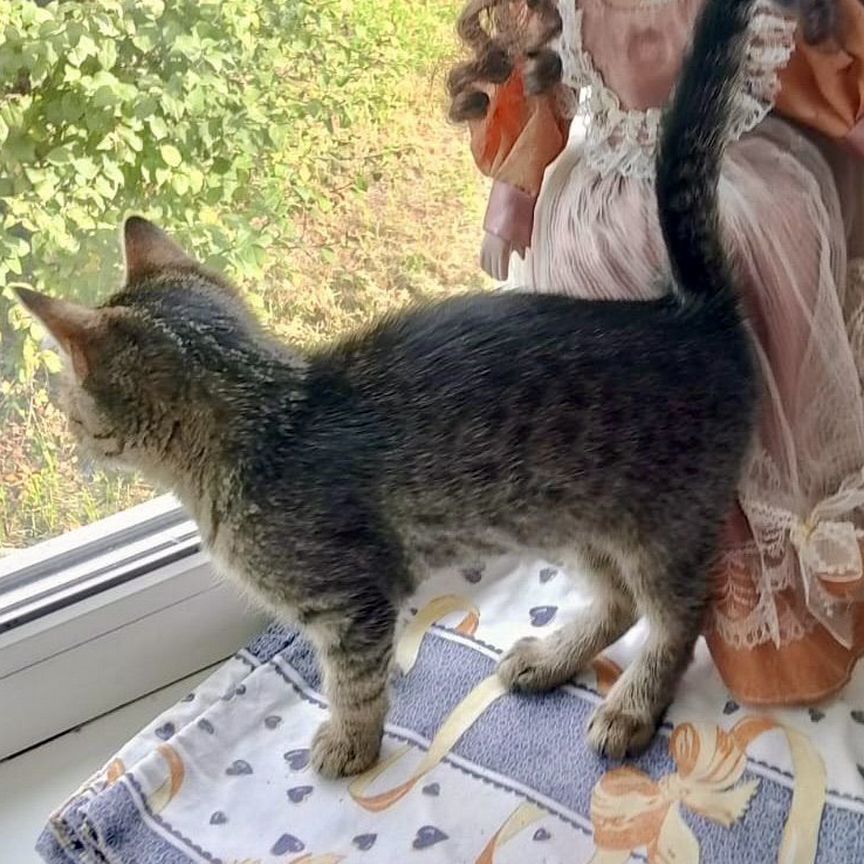 Котята в добрые руки девочка