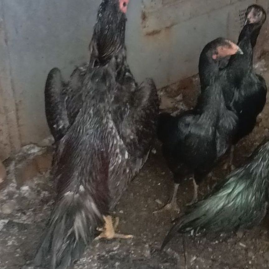 Бойцовые петухи о шамо