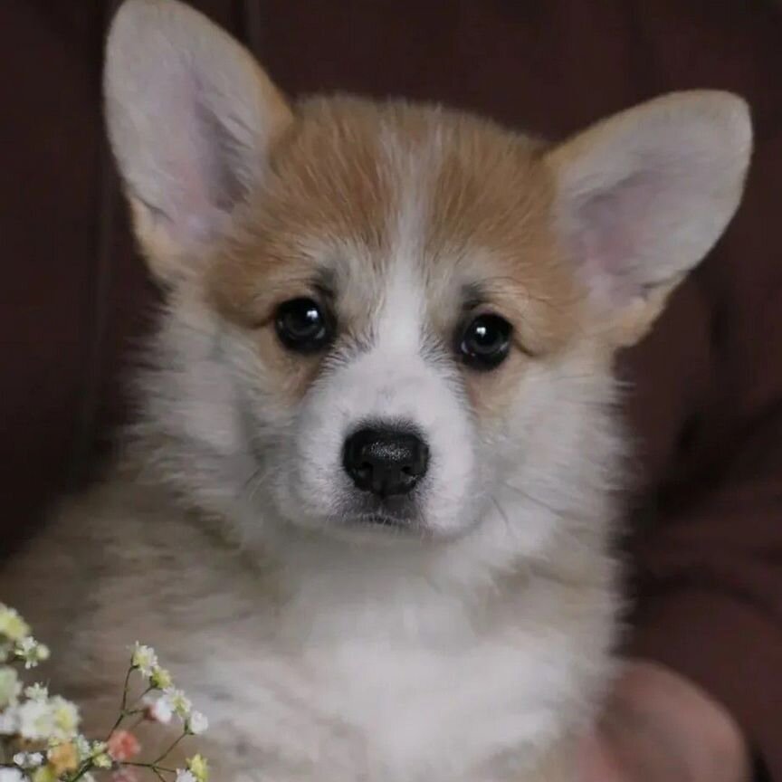 Вельш-корги пемброк девочка