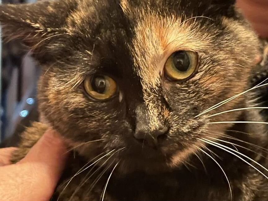 Молодая кошечка в добрые руки