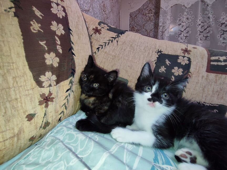 Котятки ищут хозяев(бесплатно)