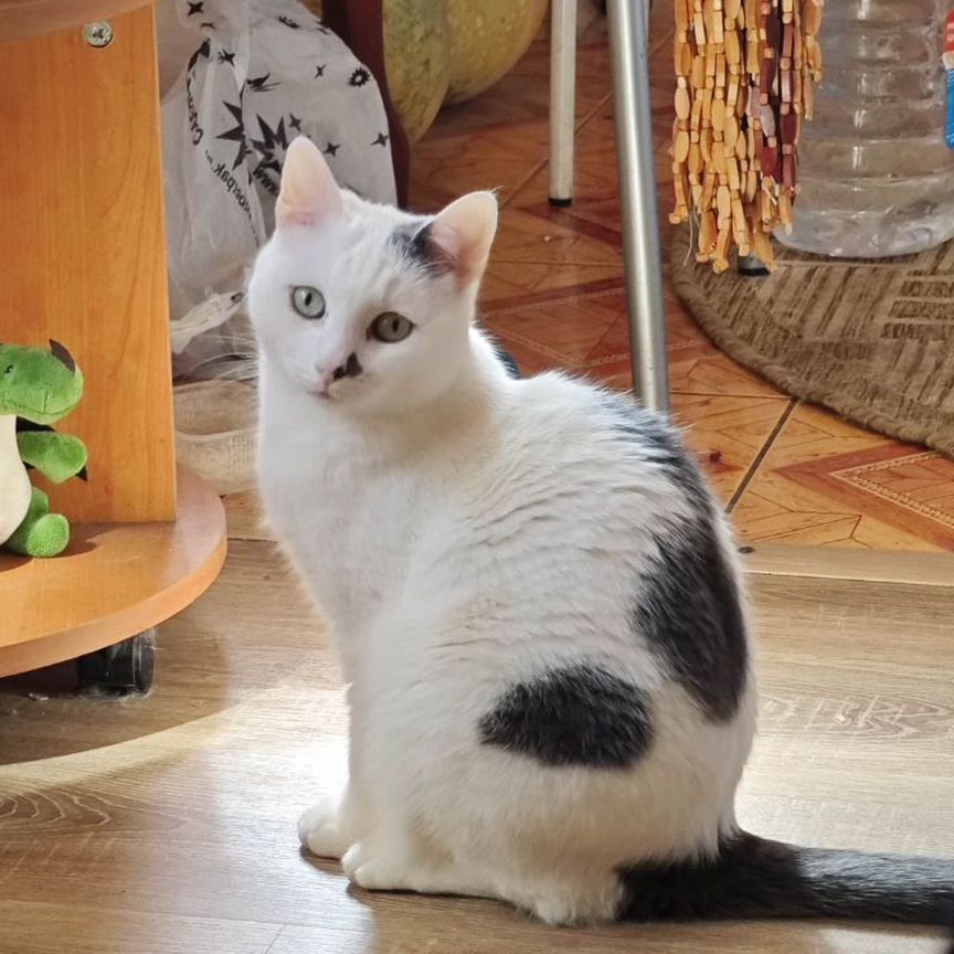 Кот в дар