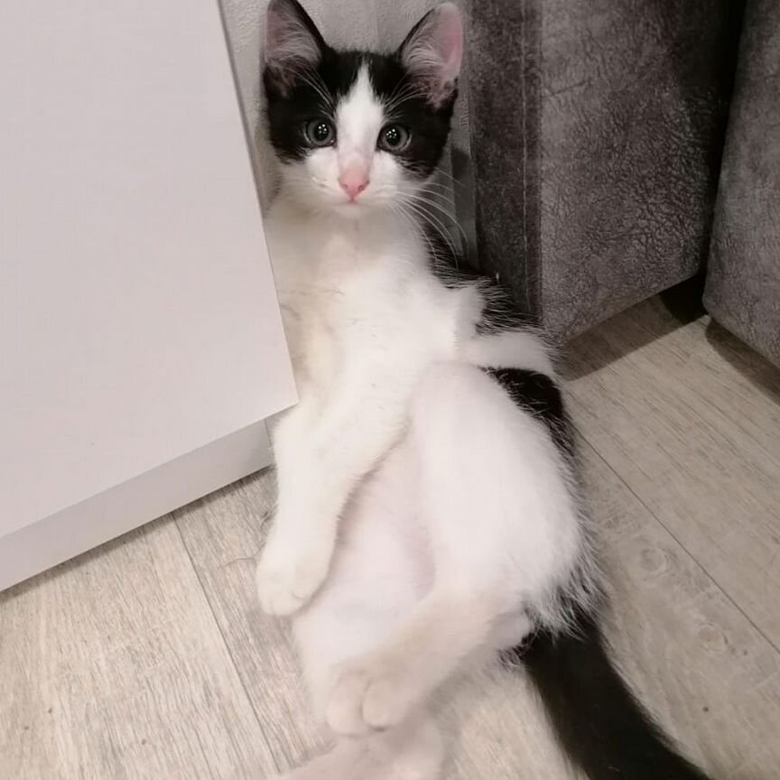 Ласковый котик от домашней кошечки в добрые руки