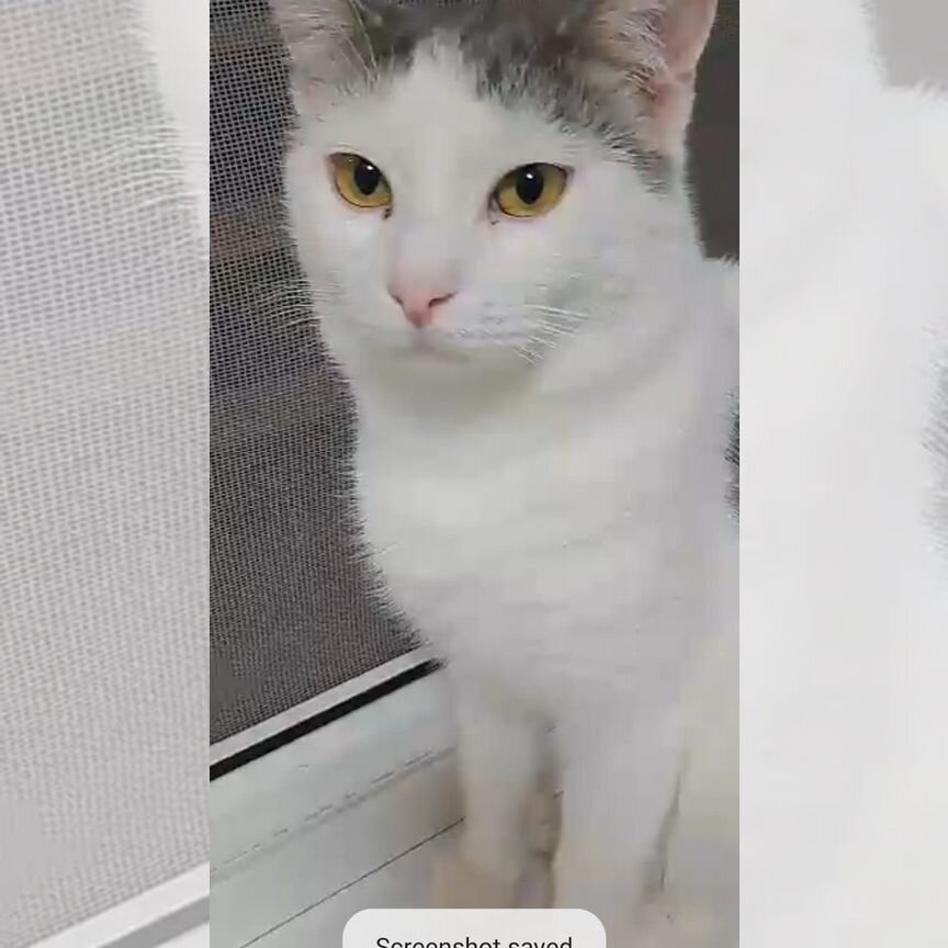 Чудо-кот