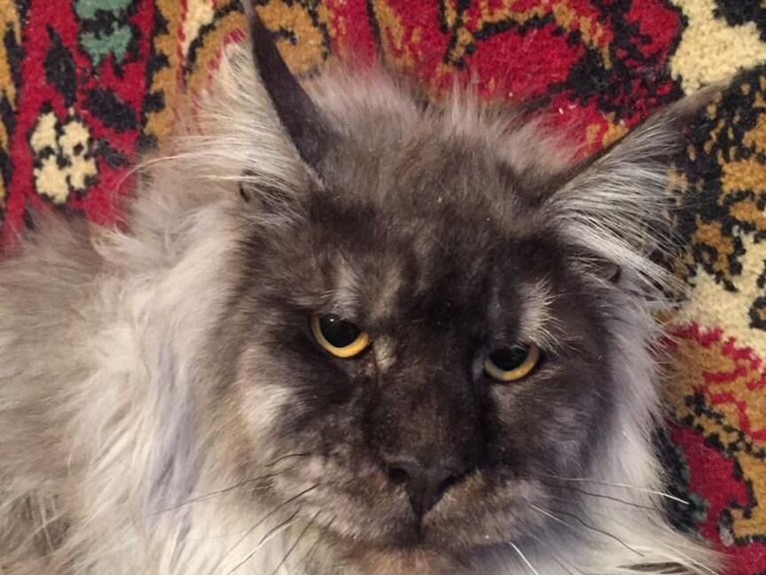 Котик мейн-кун