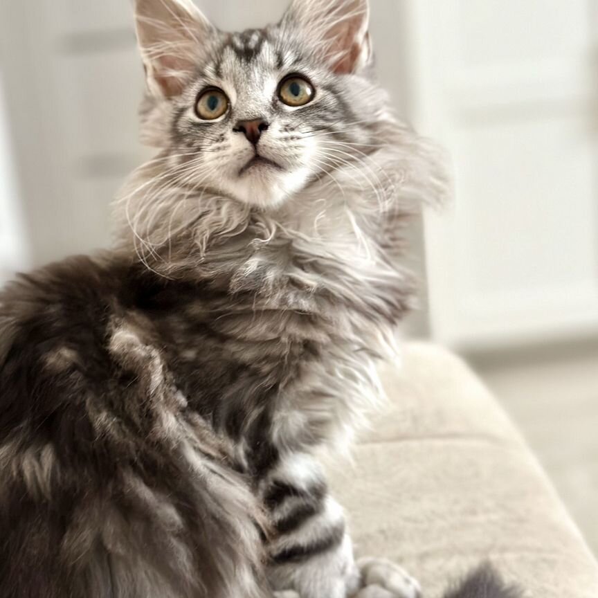 Мейн-кун кошка 3,5 месяца