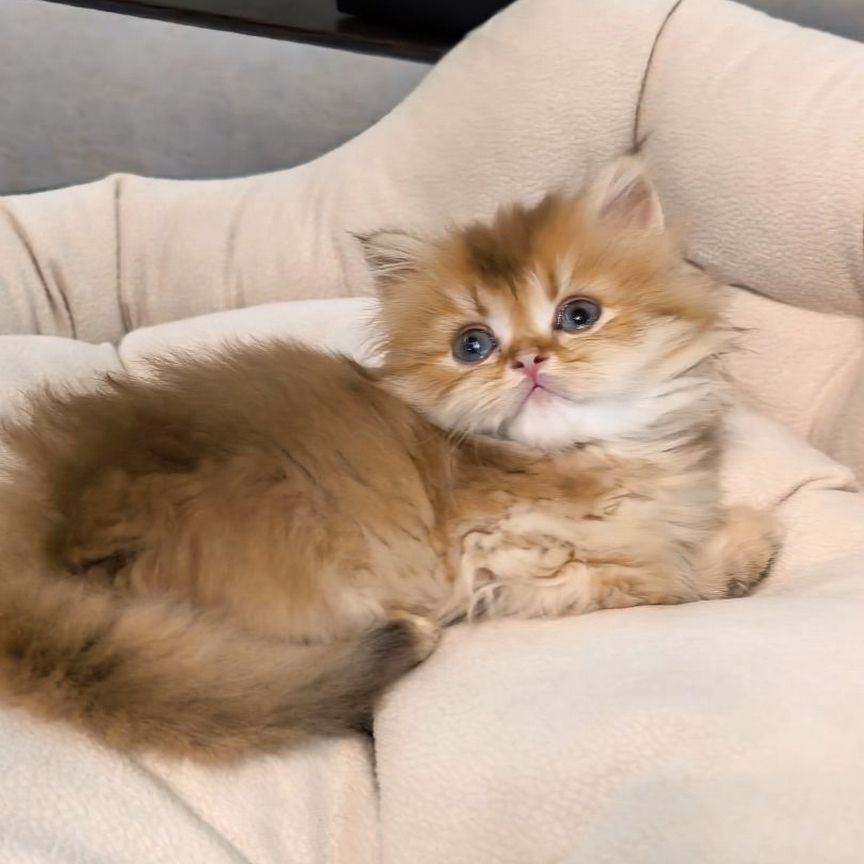 Шотландский котёнок золотая шиншилла