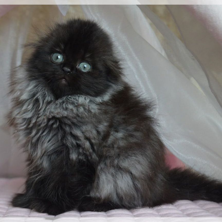 Шотландские милашки в необычной шубке