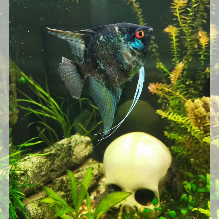 Скалярия самка обмен