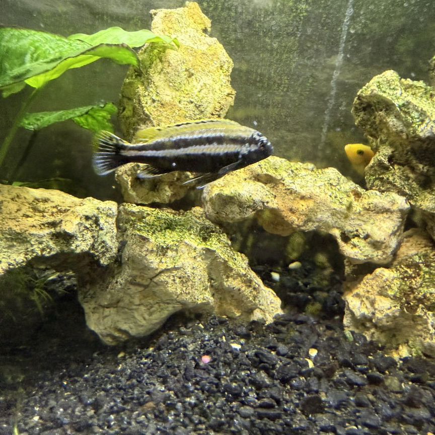 Цихлиды самец 8-10 см