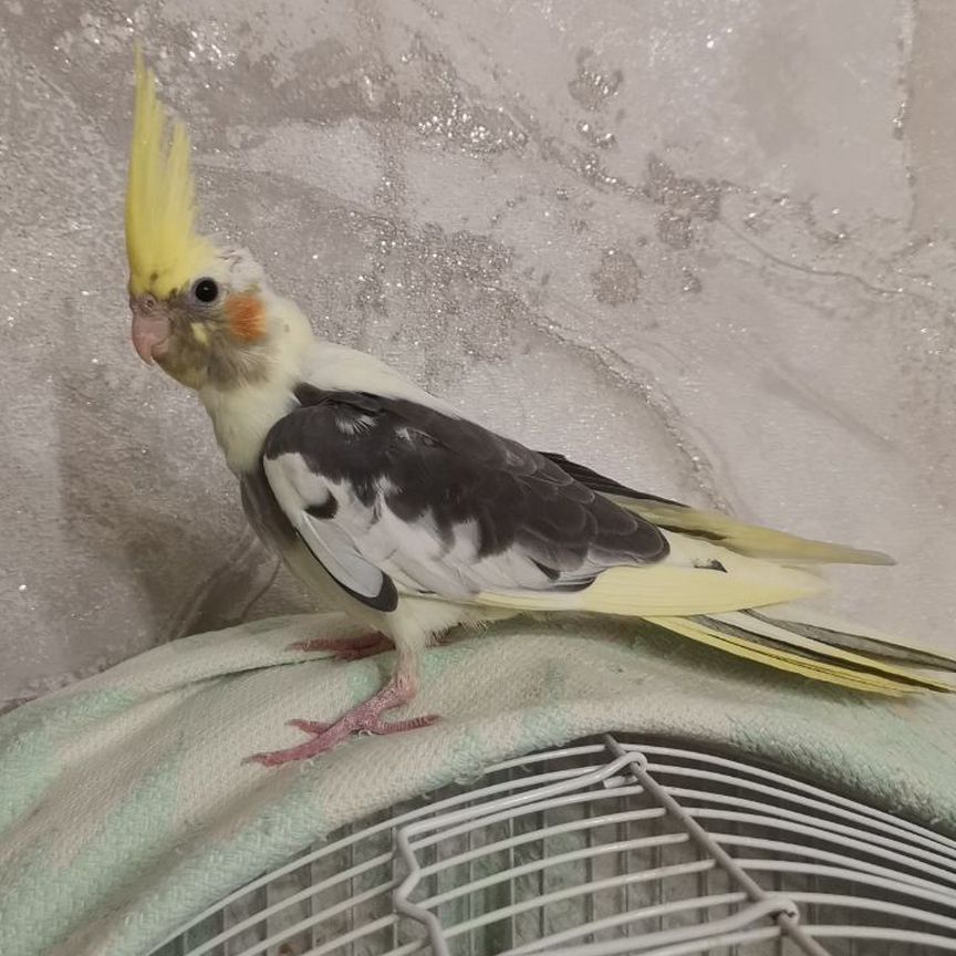 Попугай корелла птенец