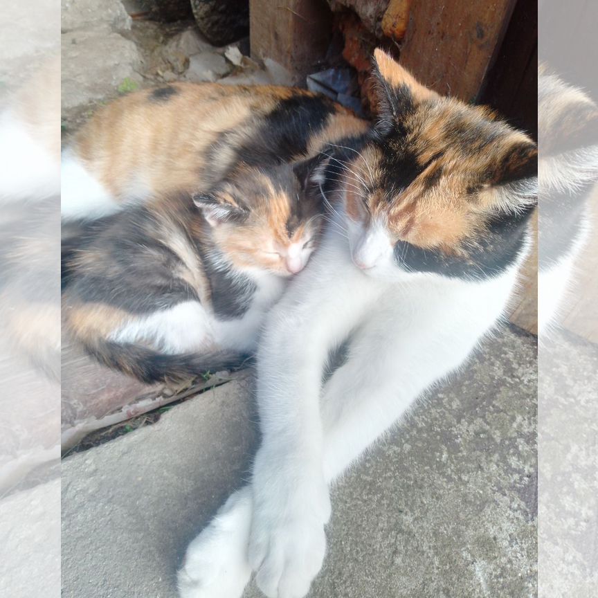 Котята