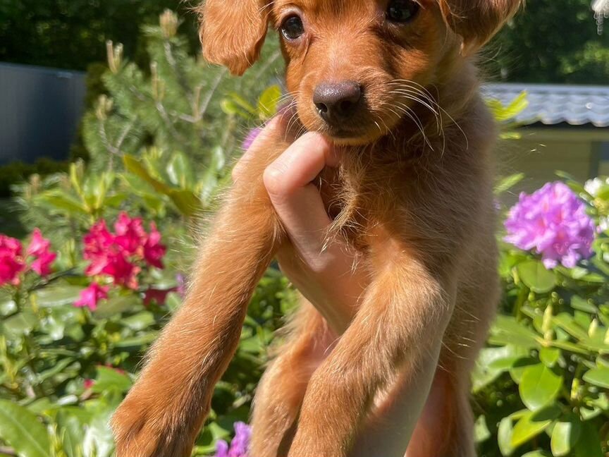 Невская Орхидея